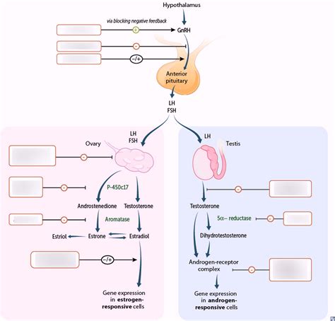 Control Of Reproductive Hormones Diagram Quizlet