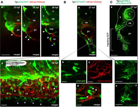 Stromal Endothelial Cell Interactions During SCP Migration And Caudal Download Scientific