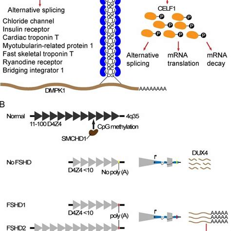 Sarcolemmal Proteins And Sarcomere Structure A The Dapc Is A
