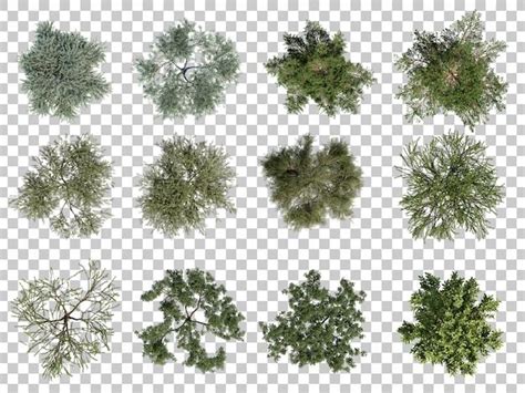 나무 평면도의 d 렌더링 프리미엄 PSD 파일 in Trees top view Tree photoshop Photoshop landscape