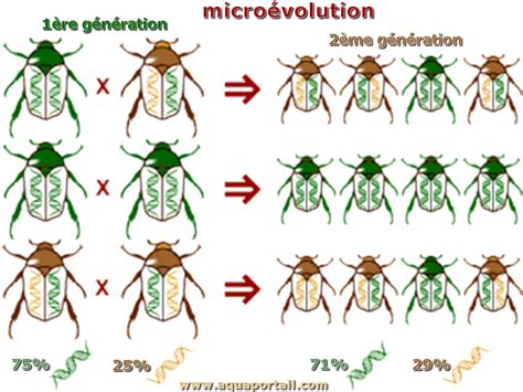 Microévolution Définition Et Explications Aquaportail