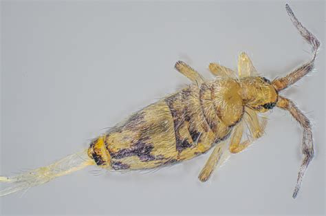 Entomobrya Intermedia Insects