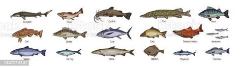 빈티지 스타일로 그려진 바다 물고기 세트 해양 및 담수 종 연어 참치 송어 대구 파이크 고등어의 복고풍 그림 흰색 배경에 격리된 현실적인 벡터 삽화 물고기에 대한 스톡 벡터