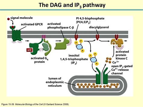 Diagram Of Cell Signalling Quizlet