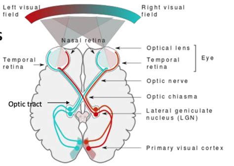 visual cortex flashcards quizlet