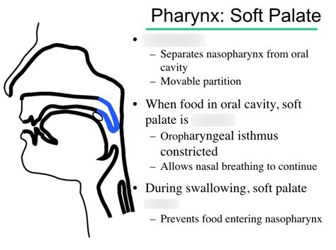 Pharynx Soft Palate Diagram Quizlet