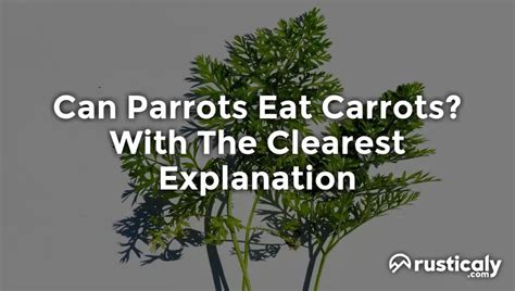 Can Parrots Eat Carrots With The Clearest Explanation