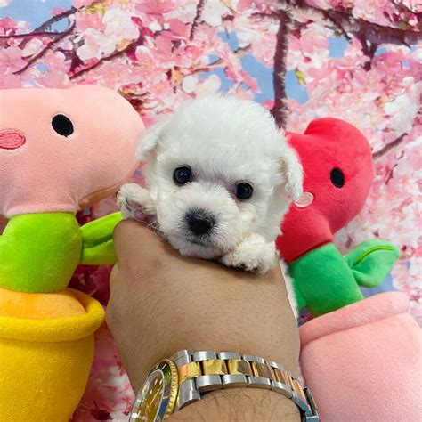 싸개싸개 무료강아지분양사이트