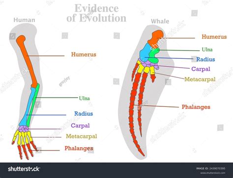 221 Evolution Spine Stock Vectors And Vector Art Shutterstock