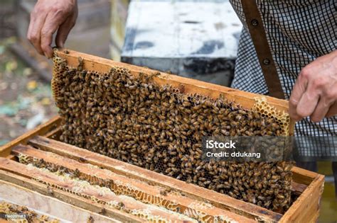 양봉가의 손이 벌집이있는 나무 프레임을 벌집에서 꺼냅니다 꿀벌이 가득한 벌집을 들고 있는 양봉가 검은색에 대한 스톡 사진 및 기타 이미지 Istock