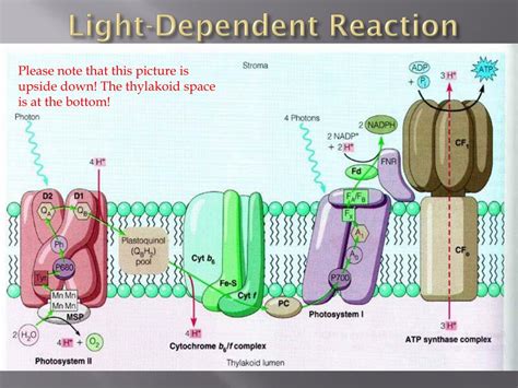 Steps Light Dependent Reactions At Lindsey Vann Blog