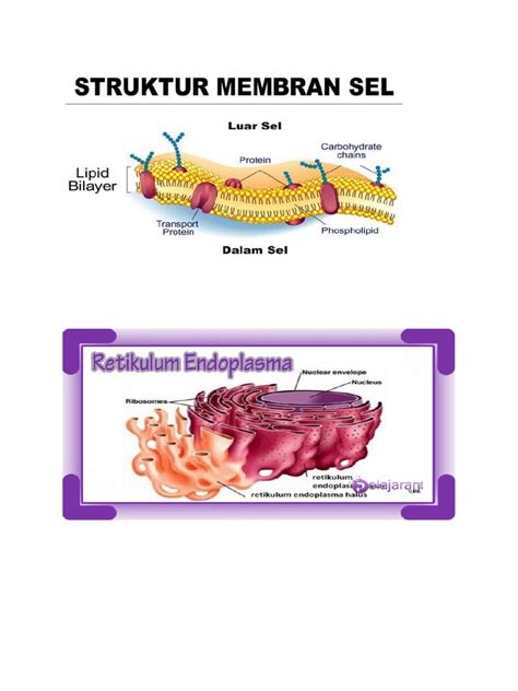 Struktur Membran Sel Pdf