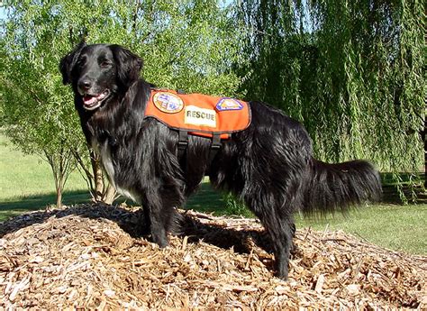 Ovsar Sar Dog Memorial Page