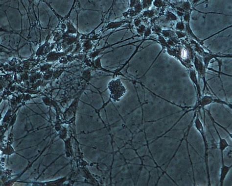 Neurons Object Detection Model By Np