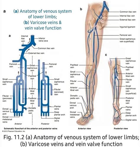 𝗮 Anatomy Of Venous System Of Захын судасны эмгэг