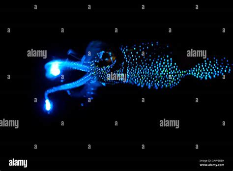 Bioluminescent Firefly Squid Watasenia Scintillans ほたるいか Hotaru