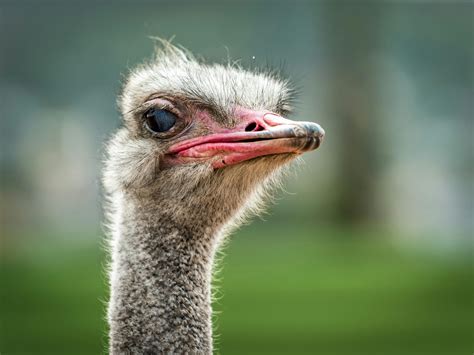 Foto De Close Up De Avestruz · Foto Profissional Gratuita