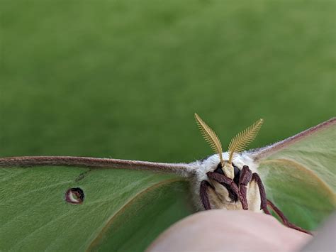 Luna Moth Album On Imgur