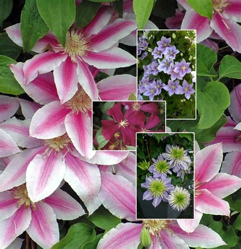 Multiple Varieties Clematis Evans Nursery