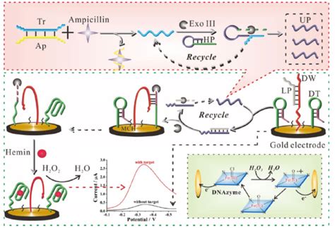 Schematic Illustration Of A Label Free Electrochemical Aptasensor For Download Scientific