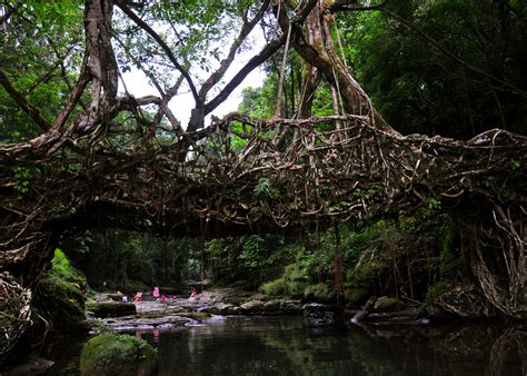 Living Root Bridge Route From Root