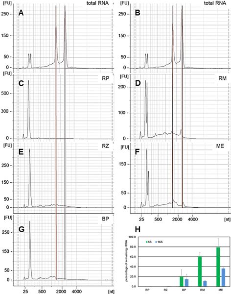 Electropherograms Produced With The Bioanalyzer Of Rna Before And After