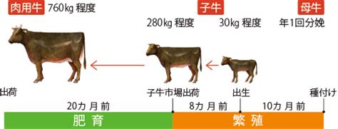 特集1 和牛1：農林水産省