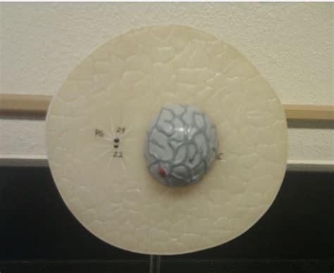 Mitosis Model Flashcards Quizlet