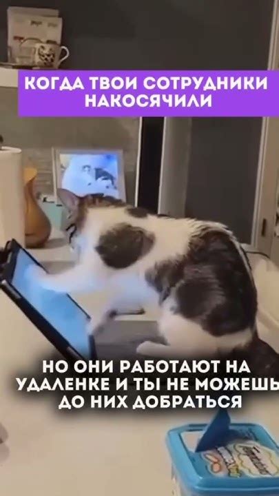 Любой тимлид Meme мем Pythonдляначинающих анимация мемы майнкрафт Pythonсоветы Python