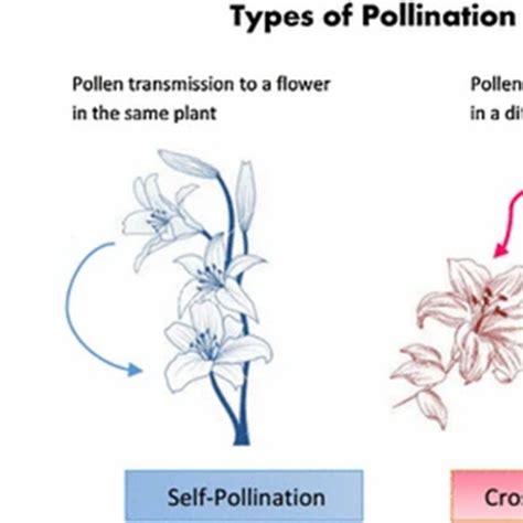 Description Of Pollination Process Download Scientific Diagram
