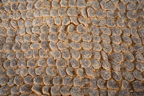 올드 라운드 브라운 카펫 질감 배경 패턴 폴카 도트 클로즈업 샷 거실 및 욕실 컨셉 0명에 대한 스톡 사진 및 기타 이미지 0명 가정 생활 갈색 Istock