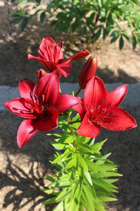 Lily Asiatic Hybrid Variety Royal Kiss With Dark Red Flowers Stock
