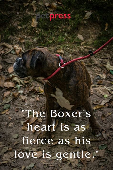 Over 50 Uplifting Boxer Dog Quotes To Brighten Your Day Dogs