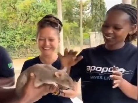 Se Jubil Rata Gigante Que Era Utilizada Para Detectar Tuberculosis Identific M S De