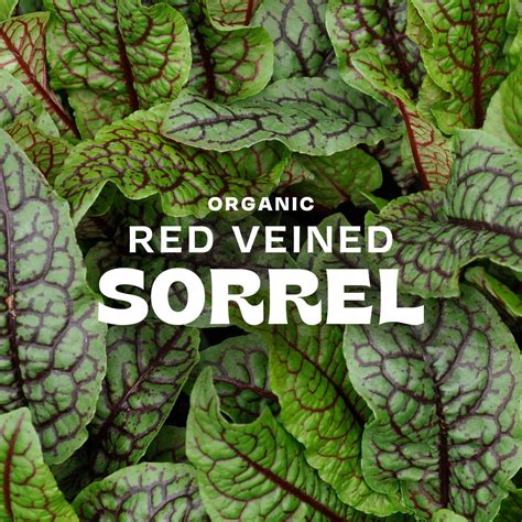 Red Sorrel Leaves