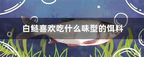 白鲢喜欢吃什么味型的饵料 鱼百科