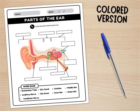 Understanding The Ear Parts Of The Ear Worksheet Printable — Ez Printable