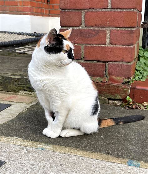 Reigniting My Creative Joy By Susannah Conway