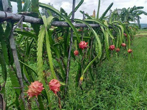 ငဖဲမြို့နယ် ထန်းကိုင်းကျေးရွာတွင် နဂါးမောက်ပင်များ စိုက်ပျိုးအောင်မြင