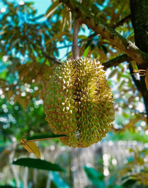 Sweet Durian Tree Only In Indonesia Full Of Energy Stock Image Image Of Durian Tree 269621415