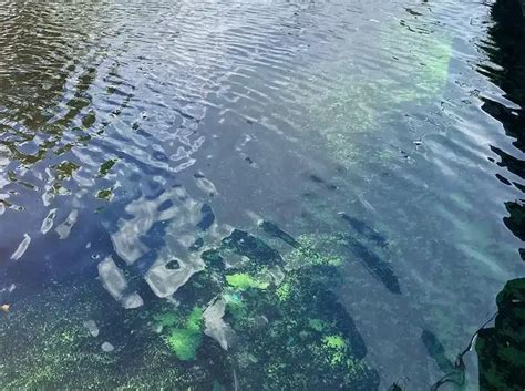 Blue Green Algae Toxins Are A Human Health Risk Calusa Waterkeeper