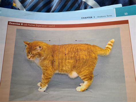 Chapter 1 Intro To Aandp Diagram Quizlet