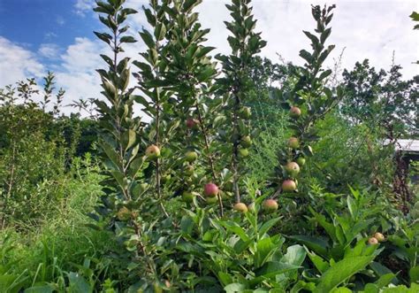 Seed Stratification A Comprehensive Guide To This Seed Germination Trick