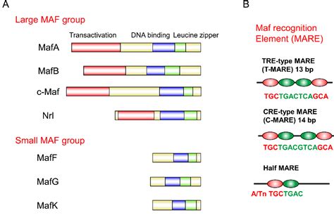 Figure 1 From Functional Analysis Of Large Maf Transcription Factors And Elucidation Of Their