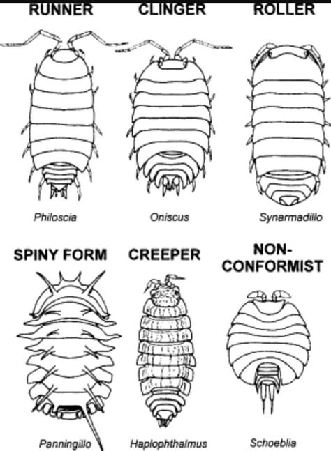 Different Types Of Bugs And Their Names