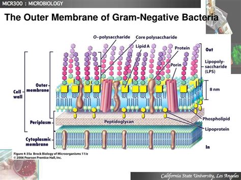 Ppt Lecture 3 Structure And Function Of Prokaryotes Powerpoint
