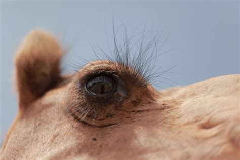 Dynamos Of The Desert 10 Things You Didnt Know About African Camels