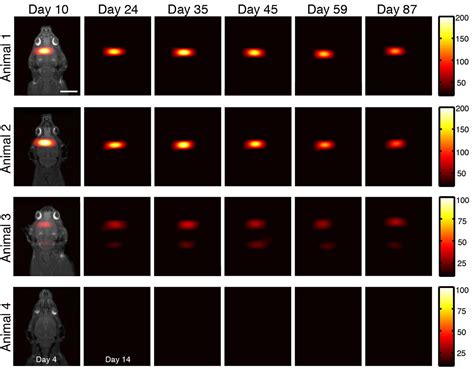 Zheng Conolly Schaffer Achieve First In Vivo Magnetic Particle