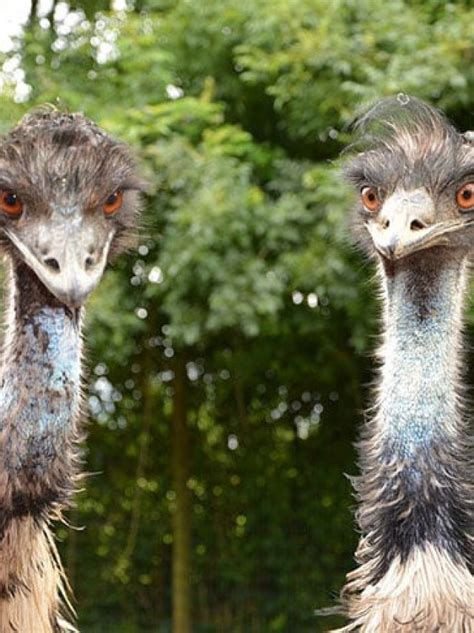 Acredite Austrália Declarou Guerra Aos Emus E Perdeu