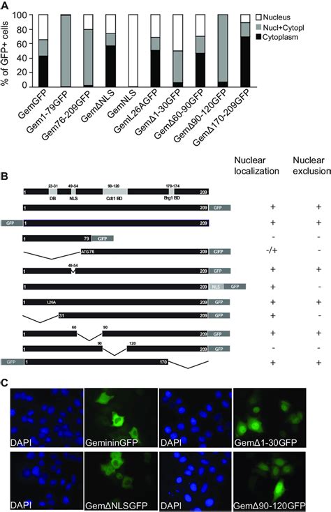 Subcellular Localization Of Geminin Mutant Forms A Quantification Of